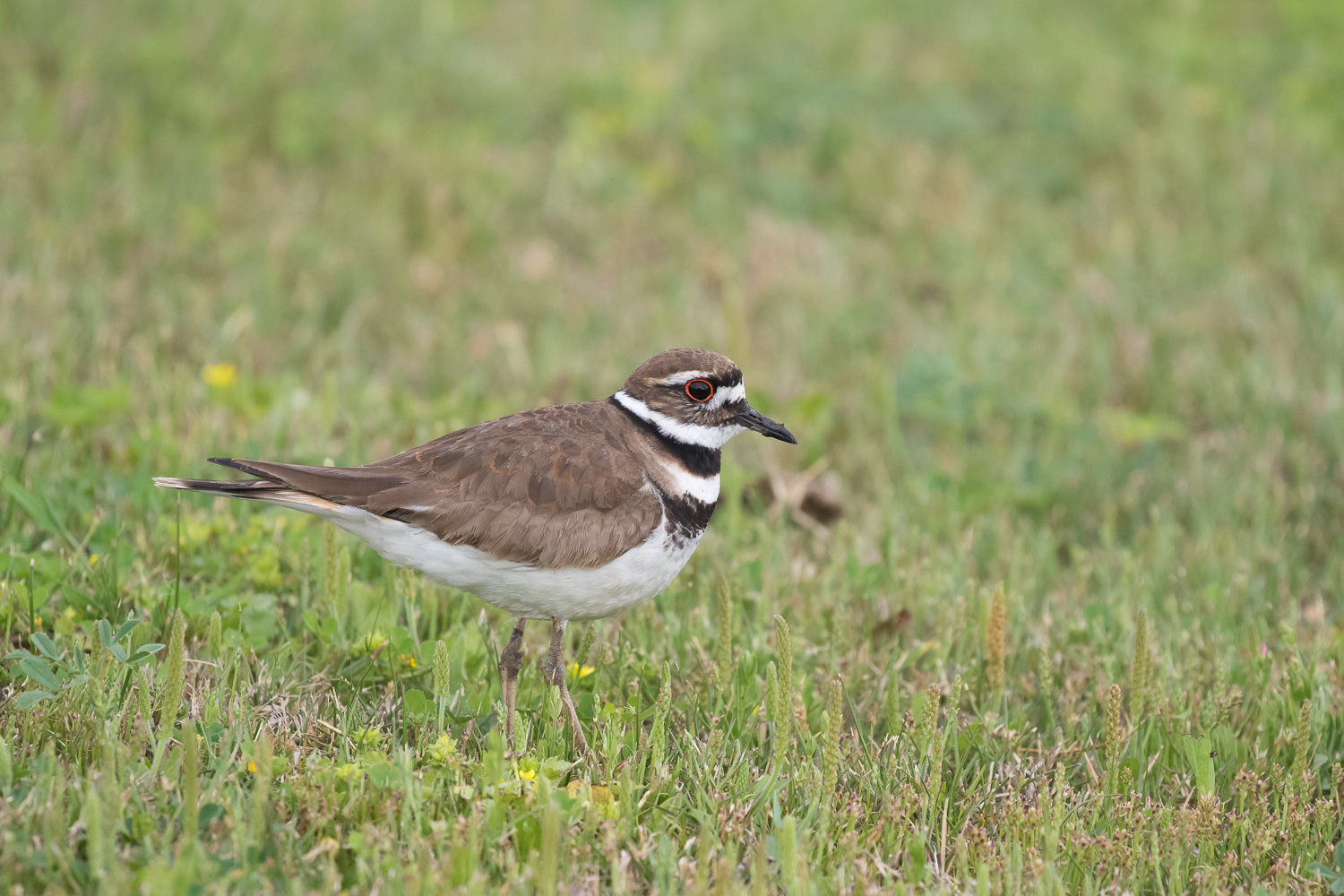 Killdeer (Charadrius vociferus)