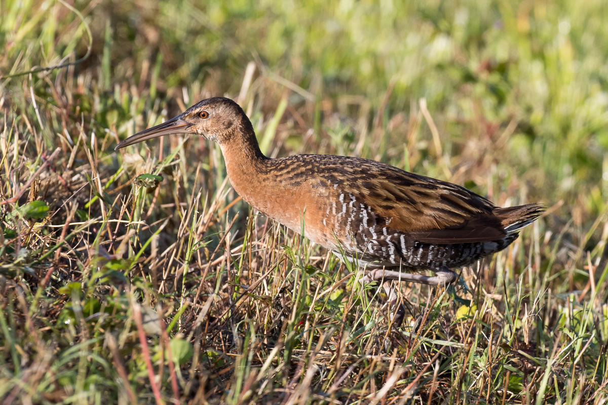 King Rail (Rallus elegans)