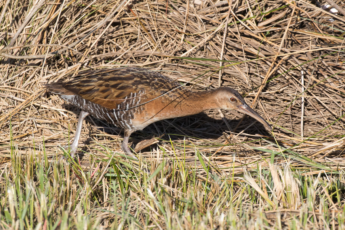 King Rail (Rallus elegans)