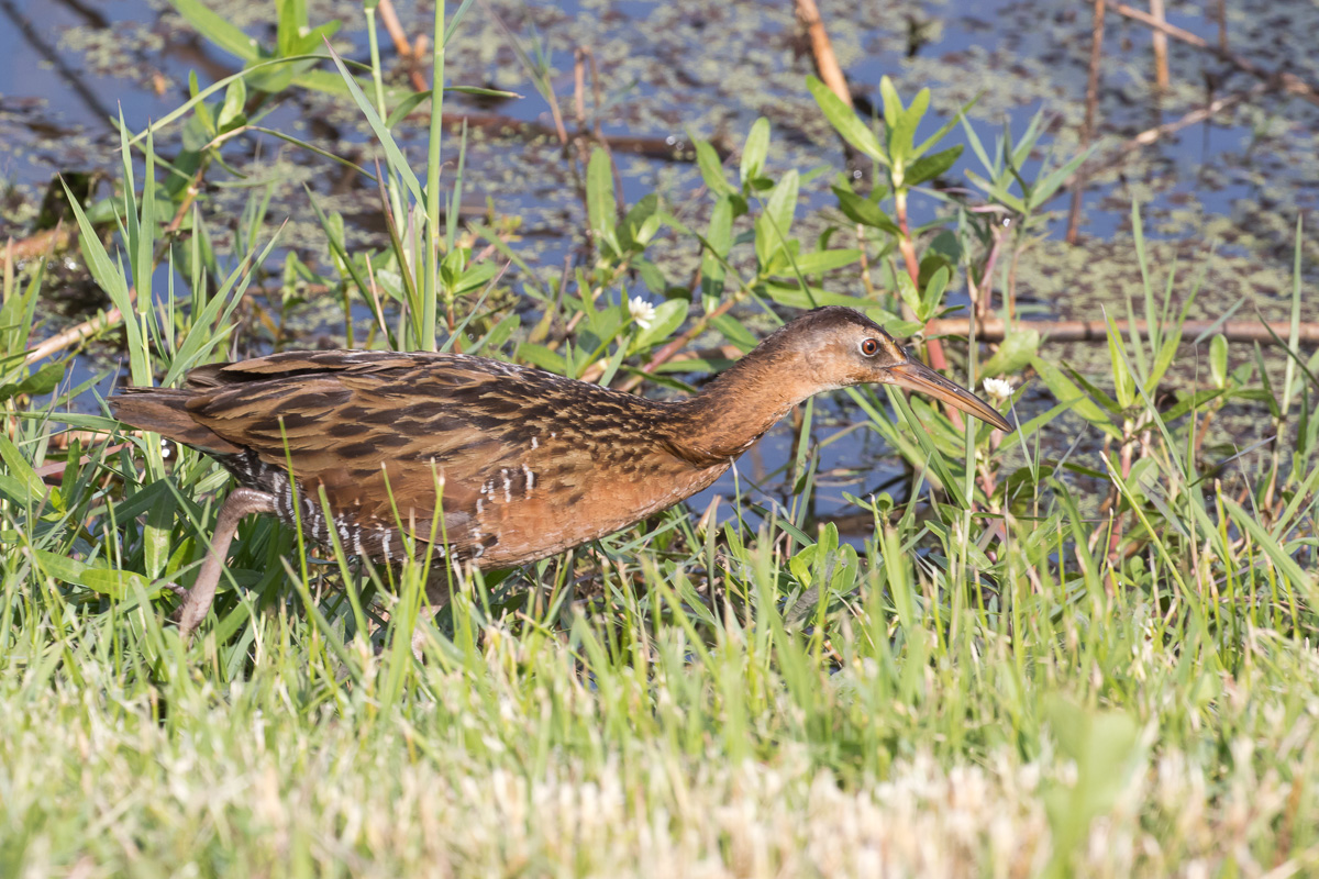 King Rail (Rallus elegans)