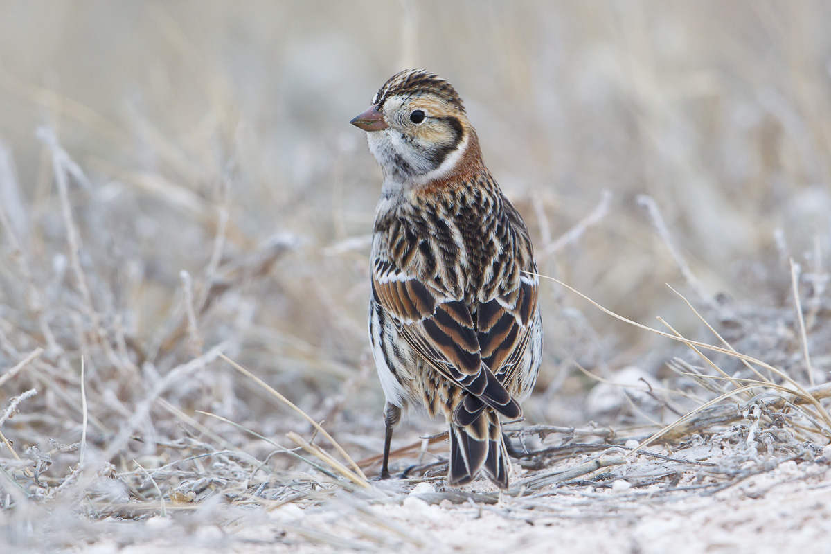Lapland Longspur (Calcarius lapponicus)
