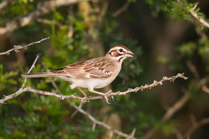 Lark Sparrow (Chondestes grammacus)