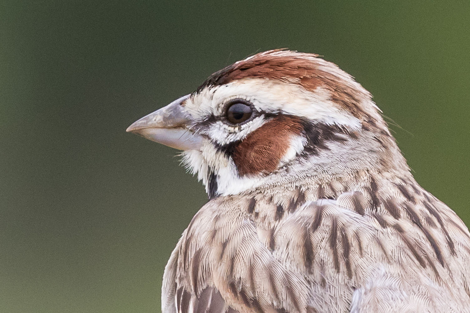 Lark Sparrow (Chondestes grammacus)