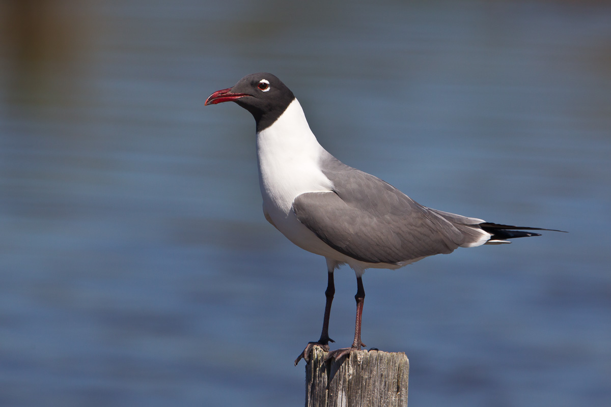 Laughing Gull (Larus atricilla)
