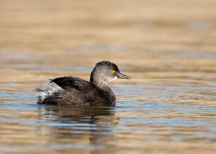 Least Grebe (Tachybaptus dominicus)