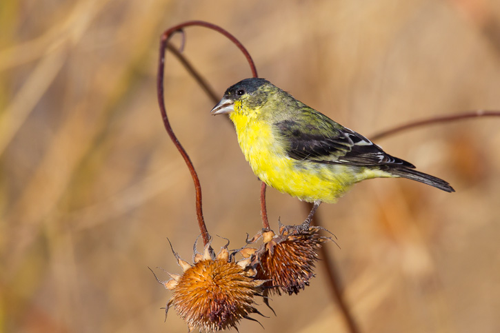 Lesser Goldfinch (Spinus psaltria)