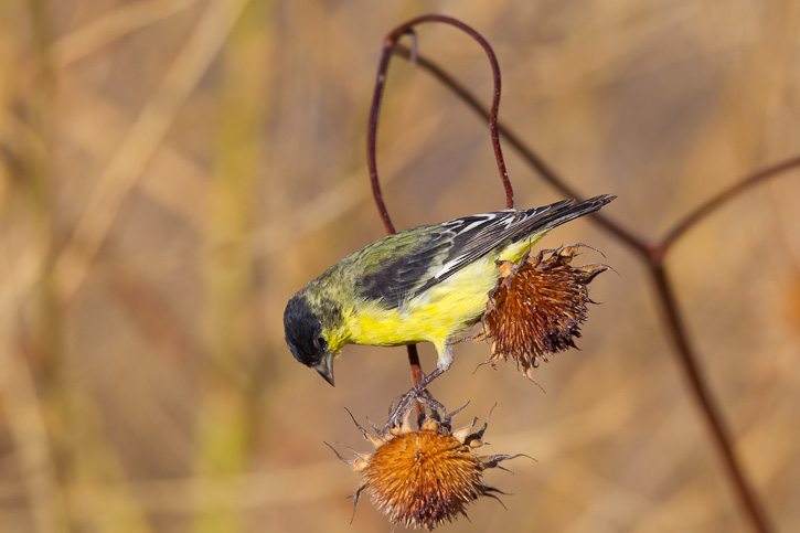 Lesser Goldfinch (Spinus psaltria)