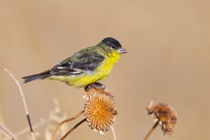 Lesser Goldfinch (Spinus psaltria)