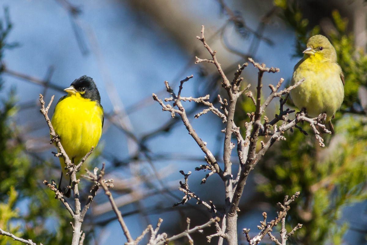 Lesser Goldfinch (Spinus psaltria)
