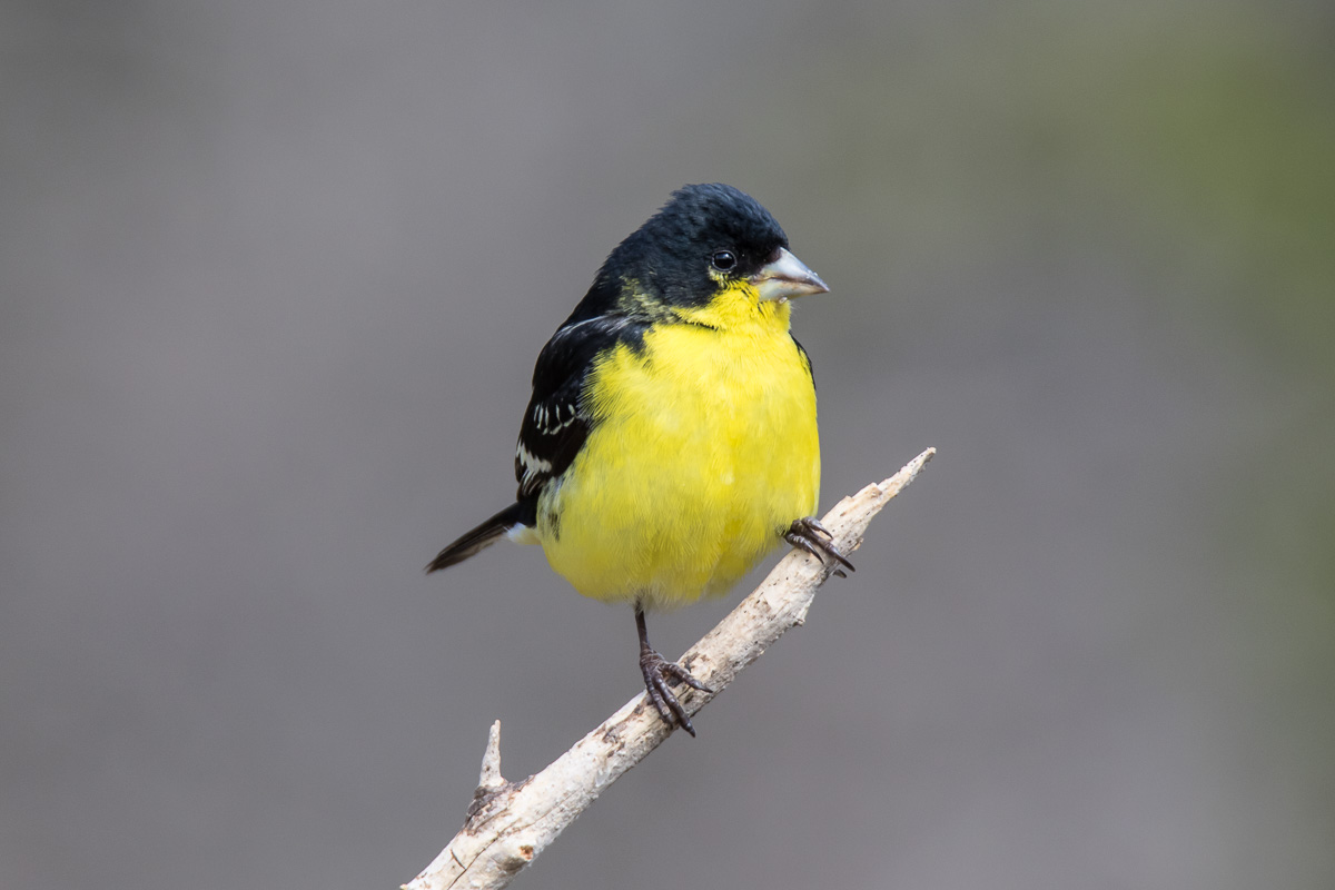 Lesser Goldfinch (Spinus psaltria)