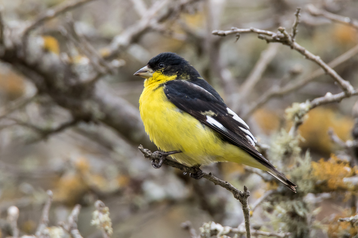 Lesser Goldfinch (Spinus psaltria)