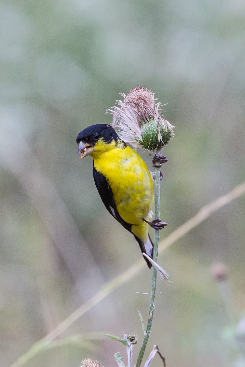Lesser Goldfinch (Spinus psaltria)