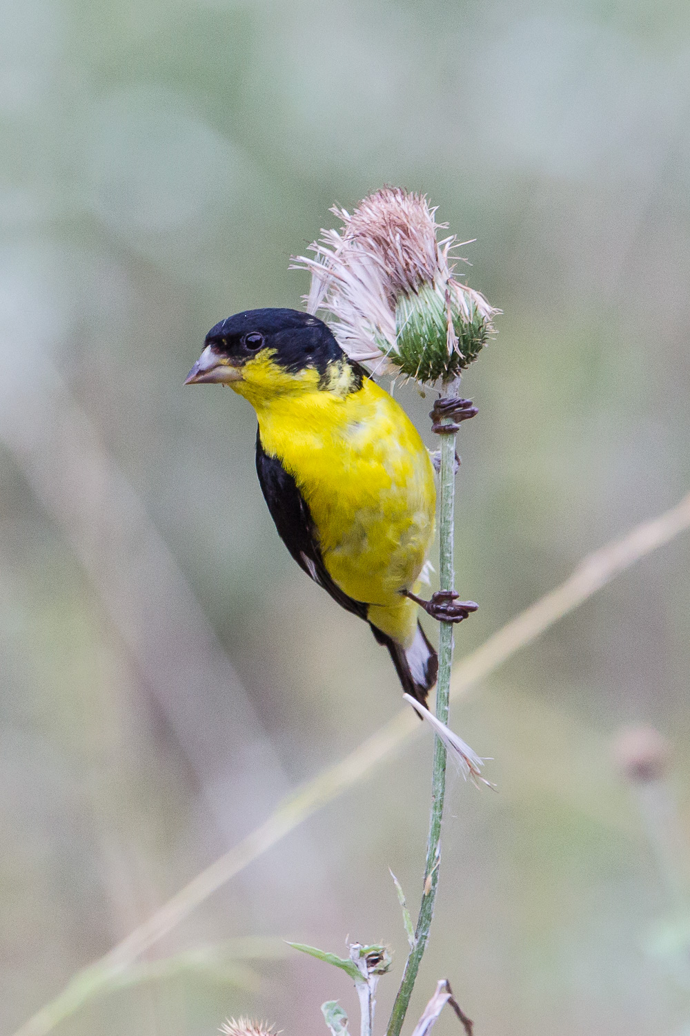 Lesser Goldfinch (Spinus psaltria)