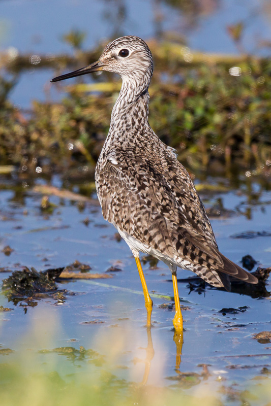 Lesser Yellowlegs (Tringa flavipes)