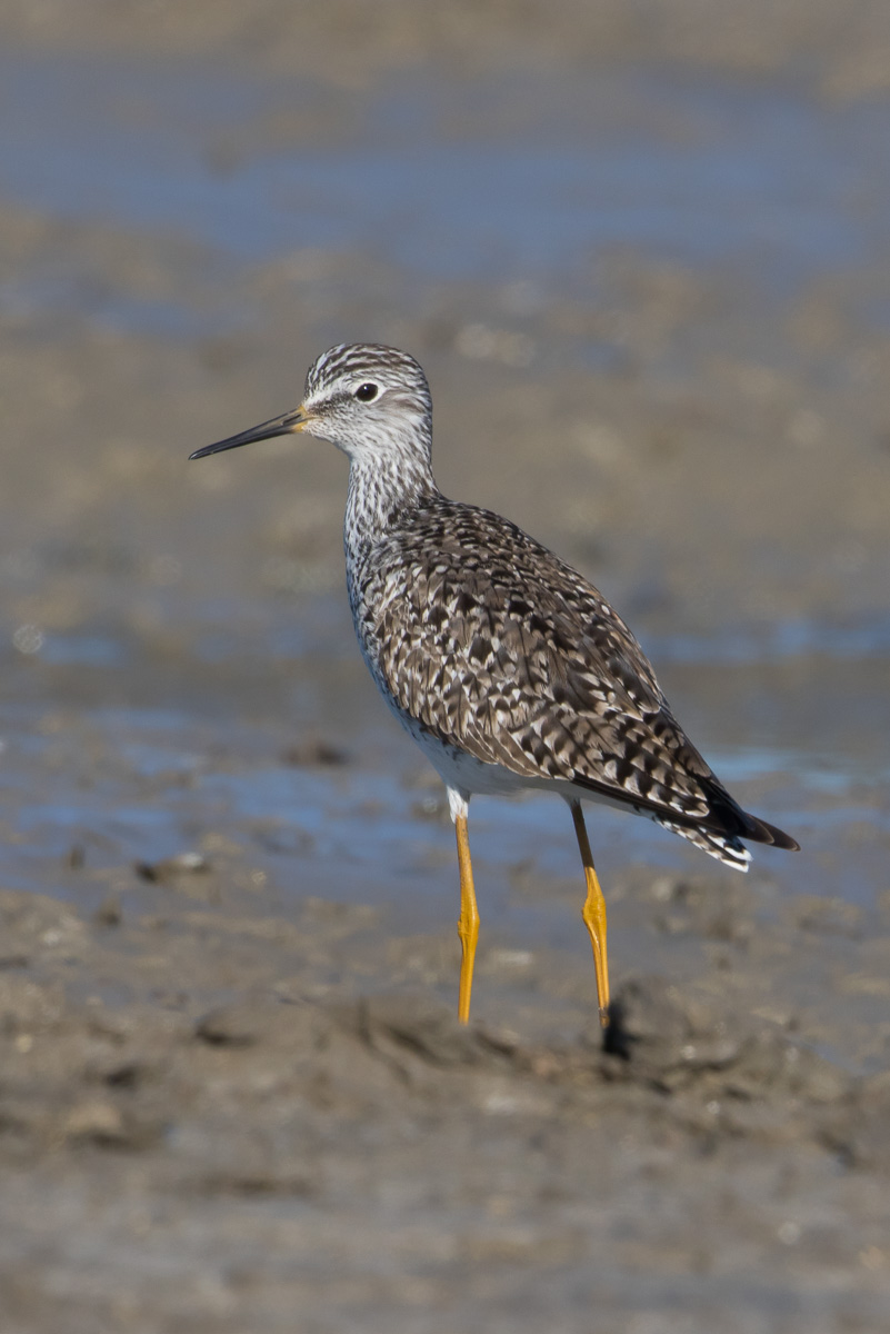 Lesser Yellowlegs (Tringa flavipes)