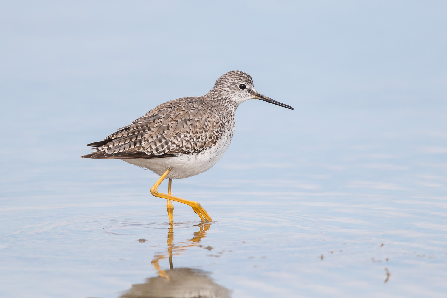 Lesser Yellowlegs (Tringa flavipes)