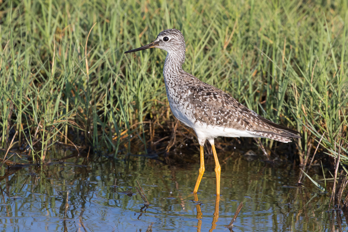 Lesser Yellowlegs (Tringa flavipes)