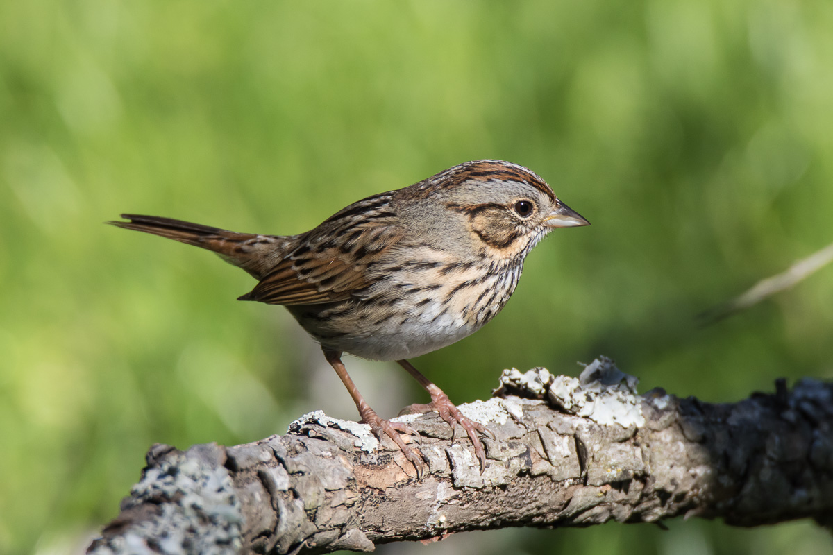 Lincoln's Sparrow (Melospiza lincolnii)