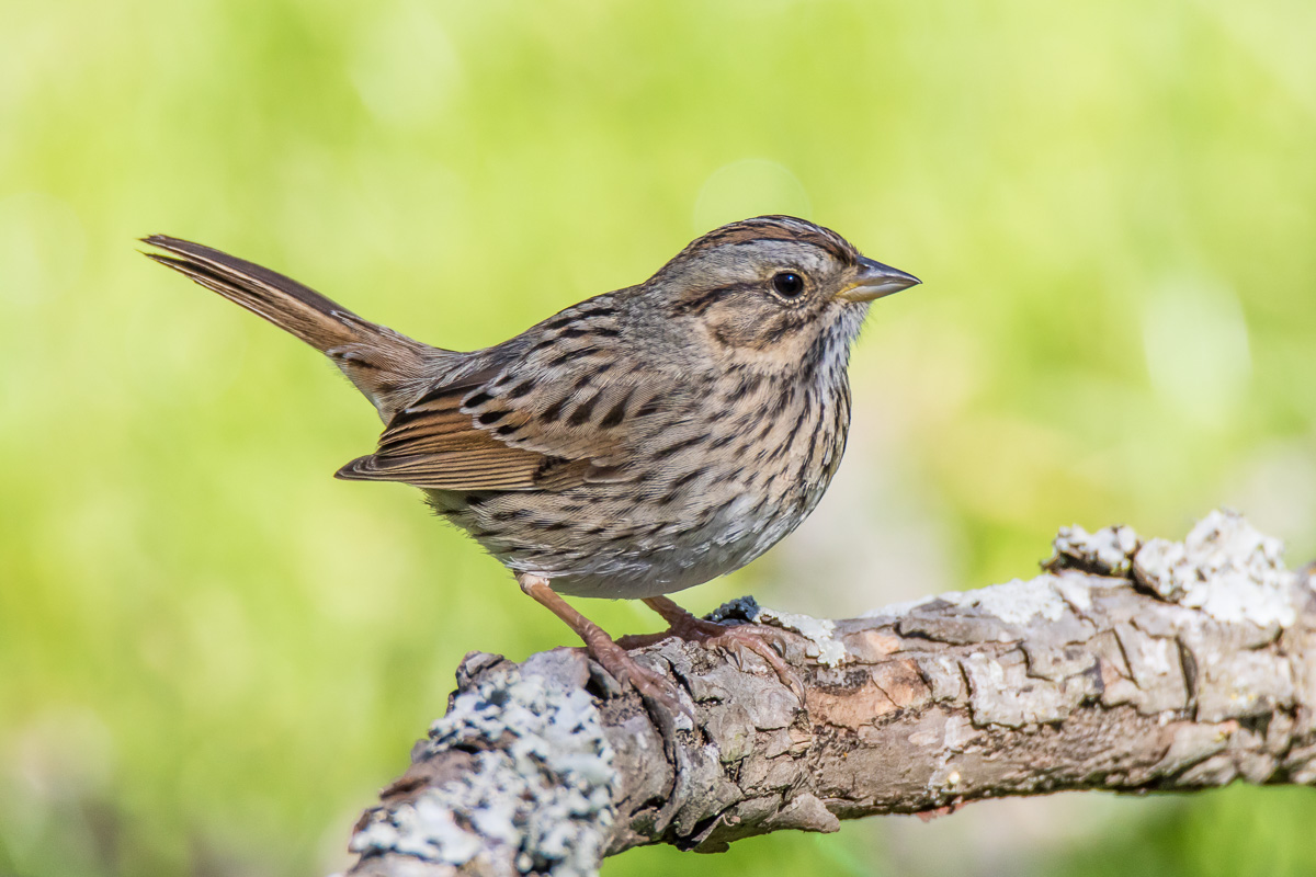 Lincoln's Sparrow (Melospiza lincolnii)