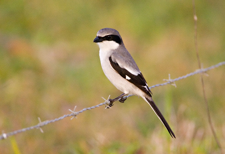 Loggerhead Shrike (Lanius ludovicianus)