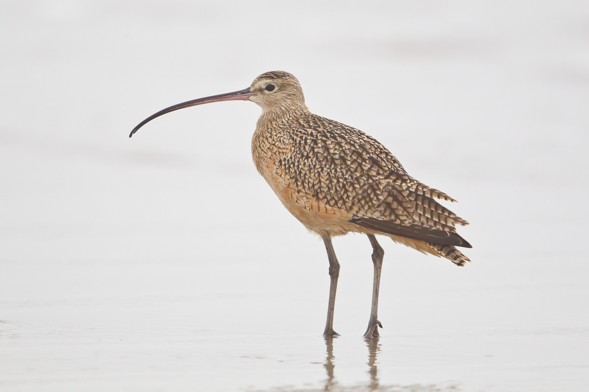 Long-billed Curlew (Numenius americanus)