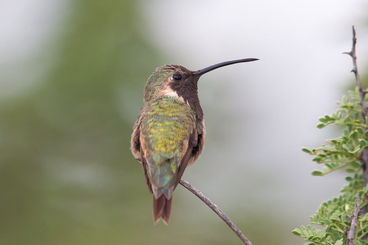 Lucifer Hummingbird (Calothorax lucifer)