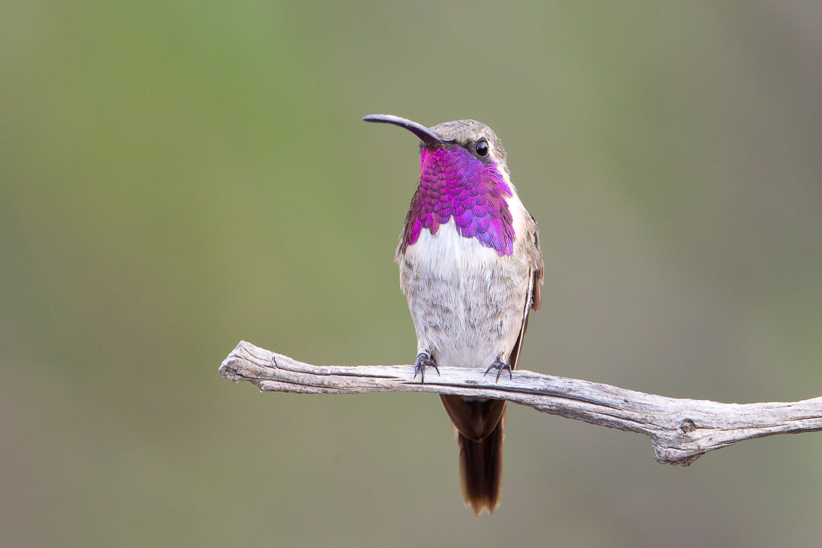 Lucifer Hummingbird (Calothorax lucifer)