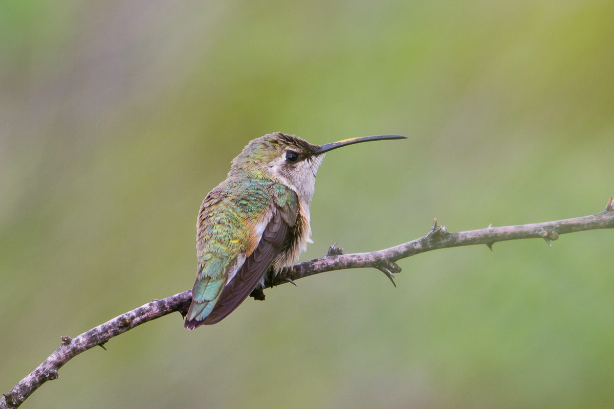 Lucifer Hummingbird (Calothorax lucifer)