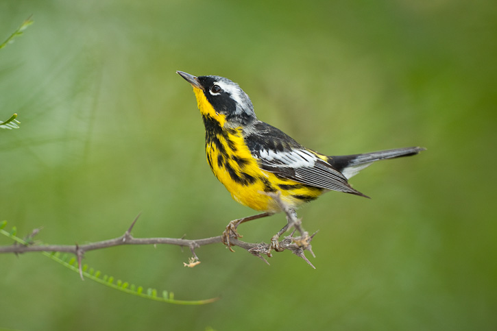 Magnolia Warbler (Setophaga magnolia)