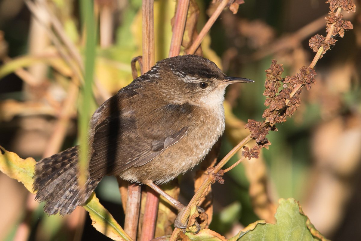 Marsh Wren (Cistothorus palustris)