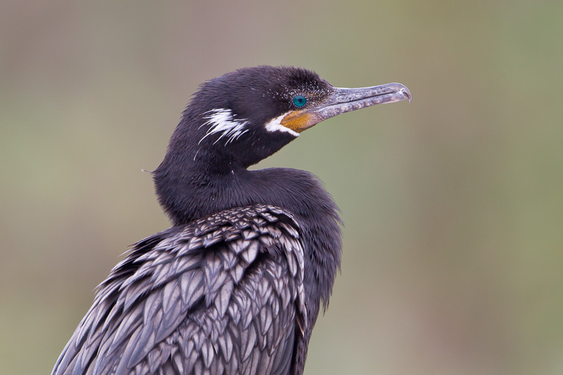 Neotropic Cormorant (Phalacrocorax brasilianus)