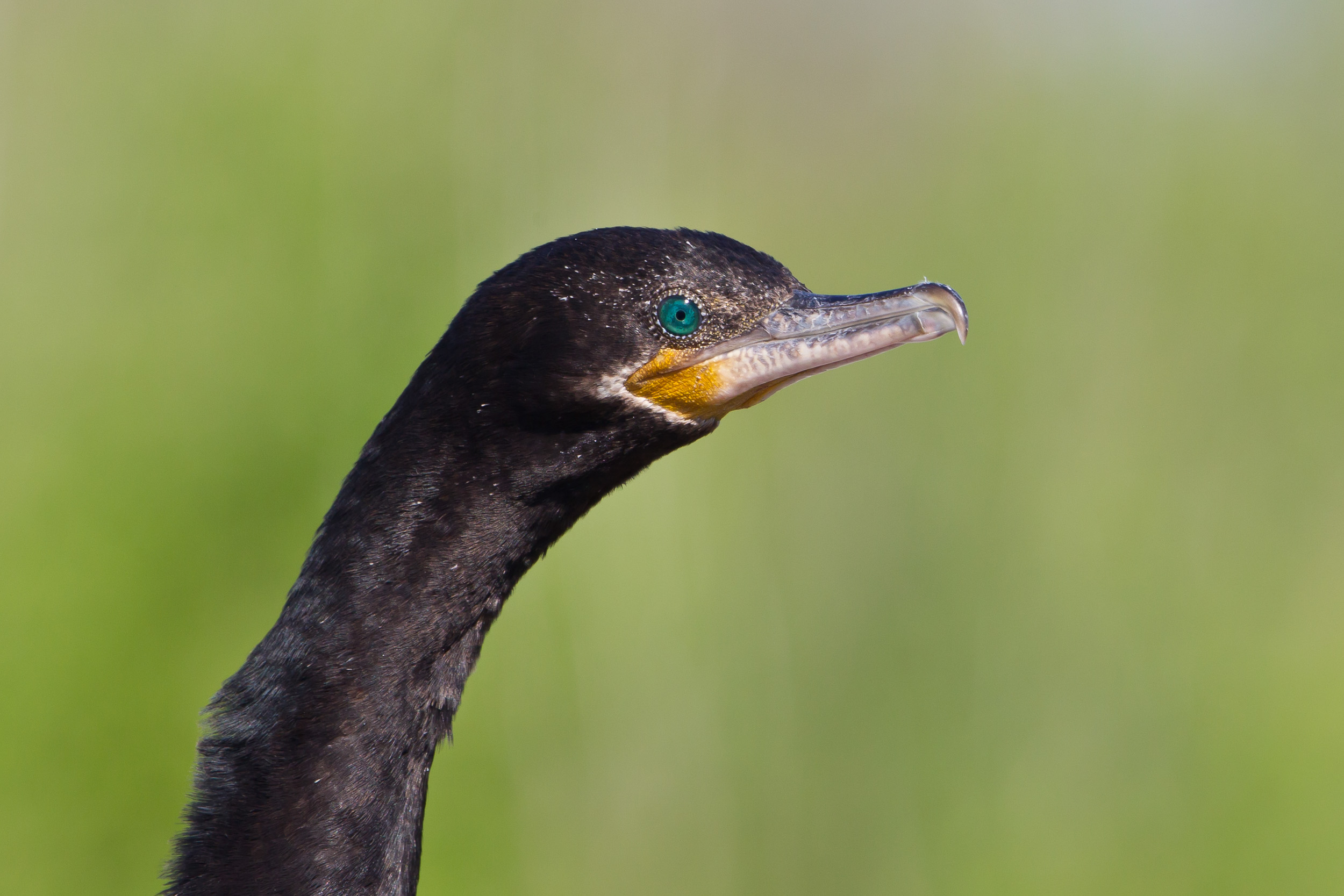 Neotropic Cormorant (Phalacrocorax brasilianus)