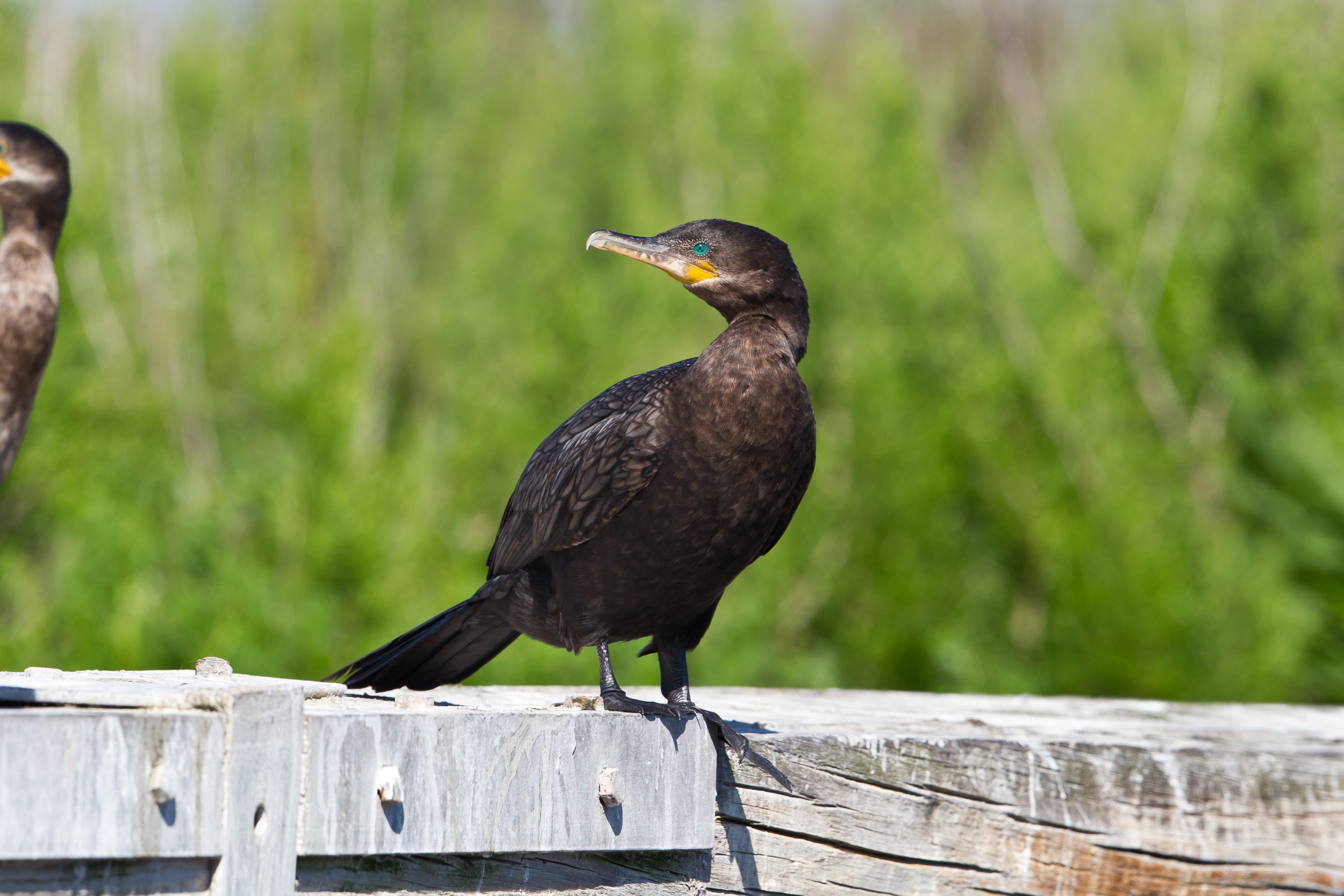 Neotropic Cormorant (Phalacrocorax brasilianus)