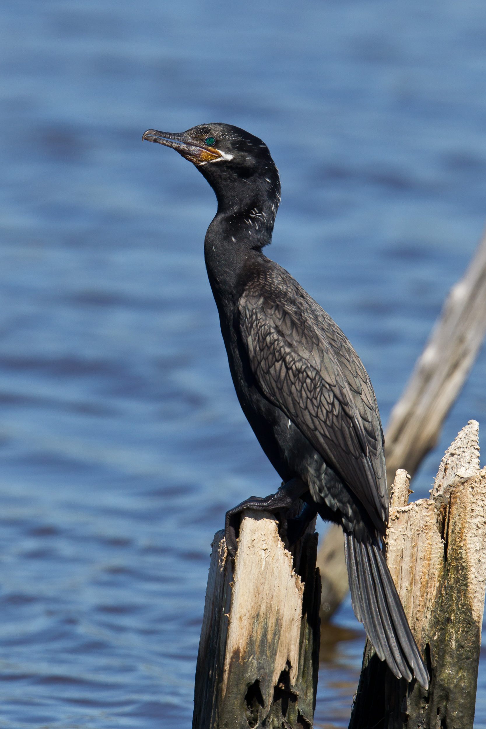 Neotropic Cormorant (Phalacrocorax brasilianus)