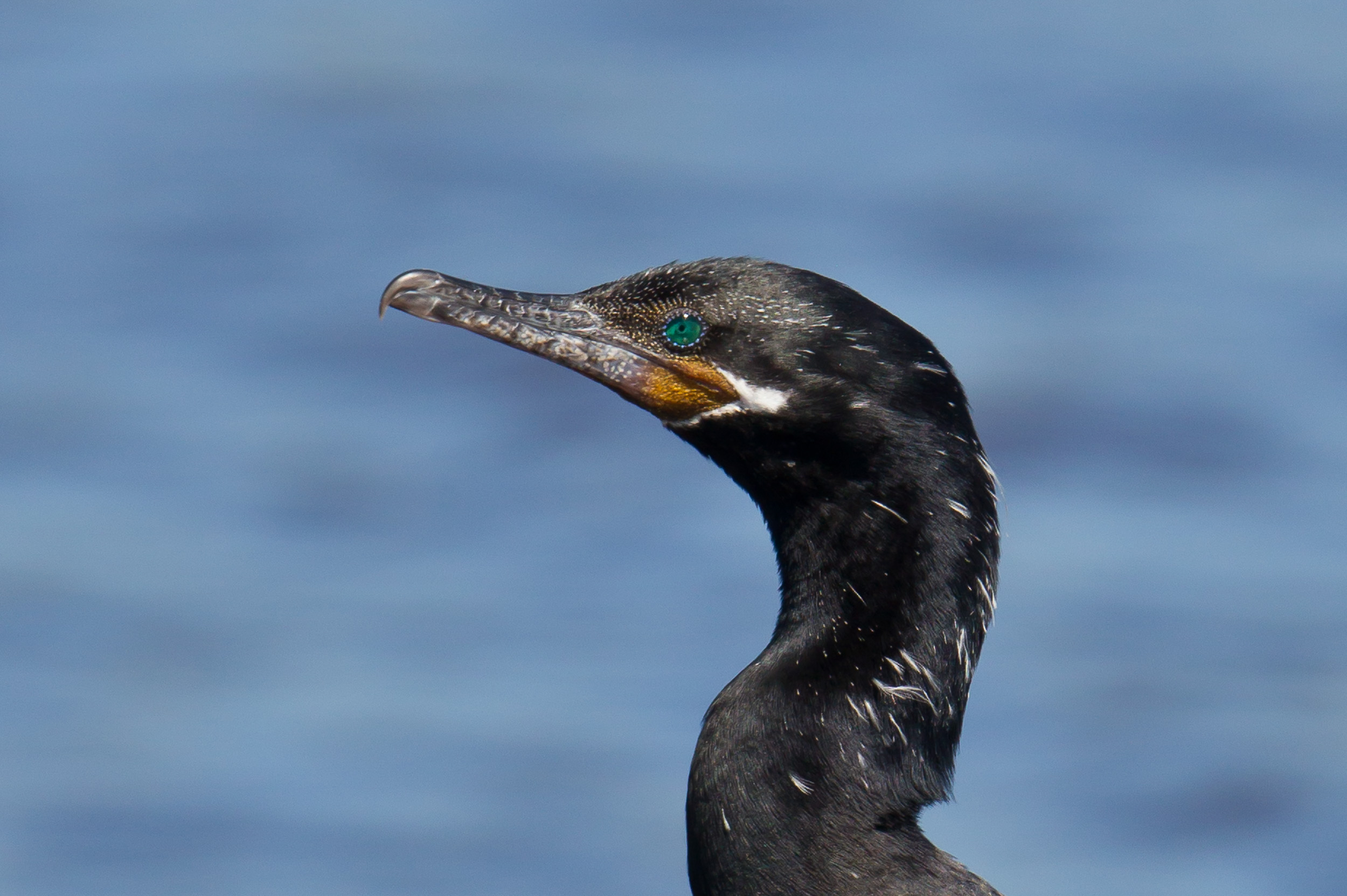 Neotropic Cormorant (Phalacrocorax brasilianus)