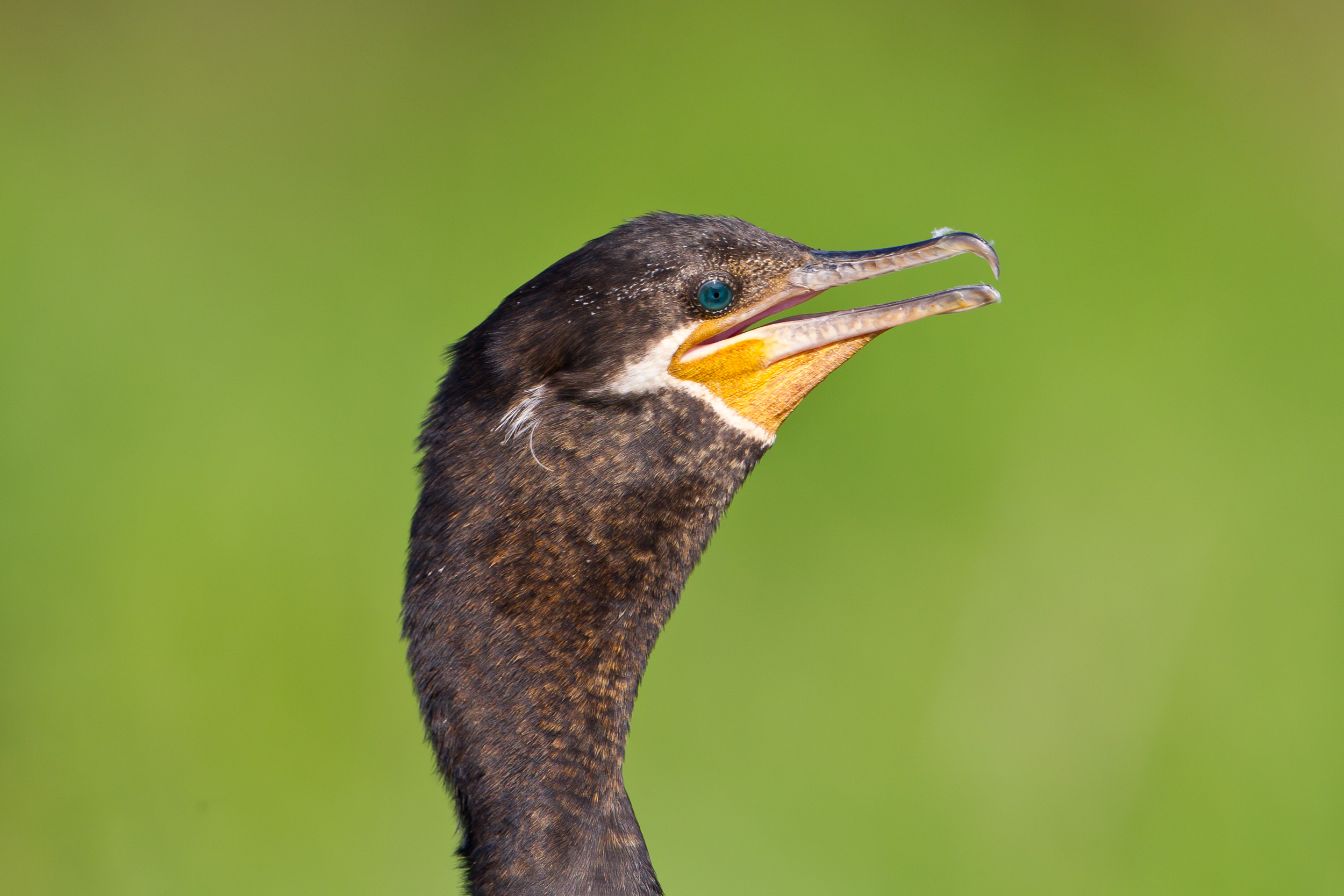 Neotropic Cormorant (Phalacrocorax brasilianus)
