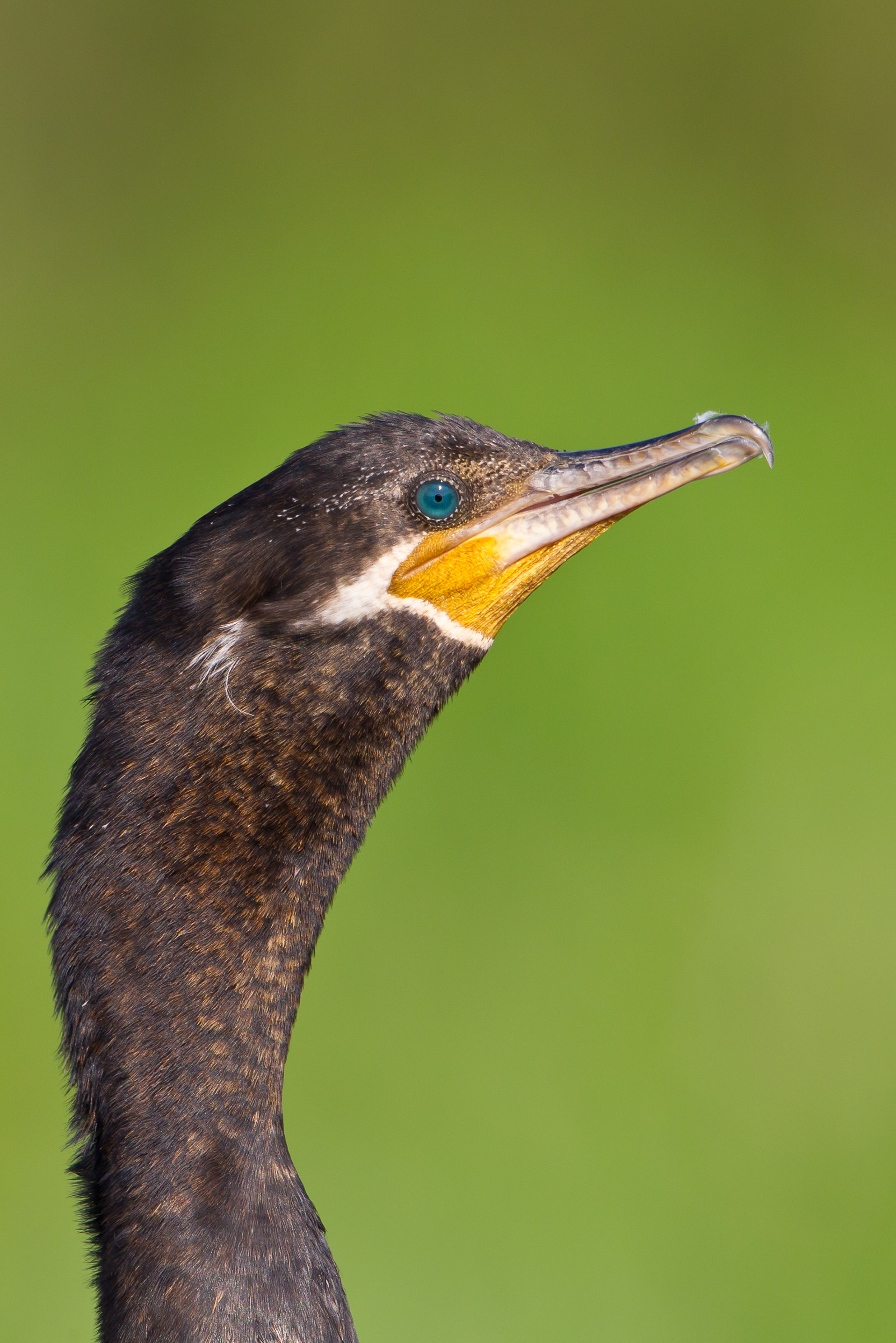 Neotropic Cormorant (Phalacrocorax brasilianus)