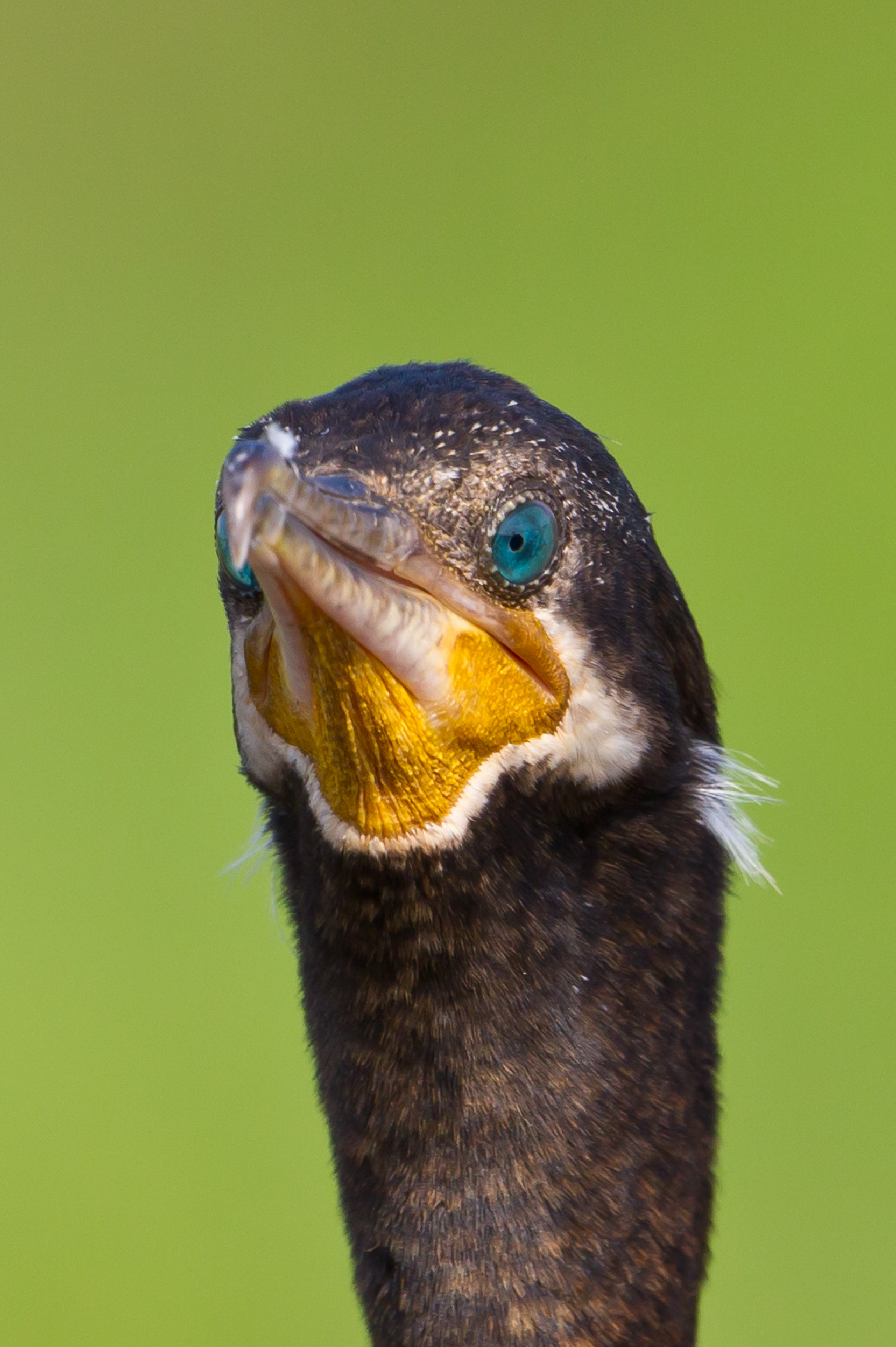 Neotropic Cormorant (Phalacrocorax brasilianus)