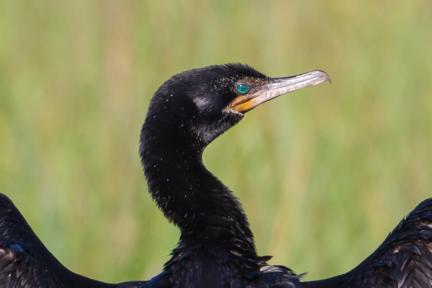 Neotropic Cormorant (Phalacrocorax brasilianus)