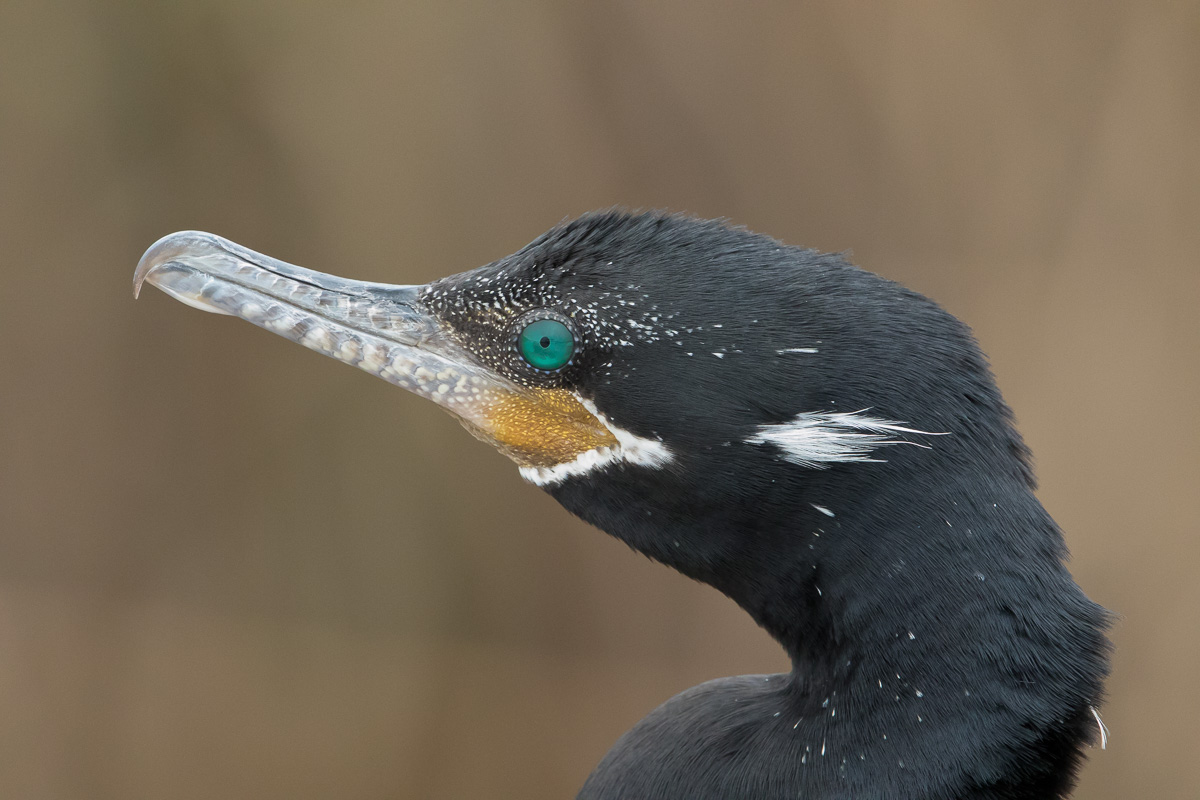 Neotropic Cormorant (Phalacrocorax brasilianus)