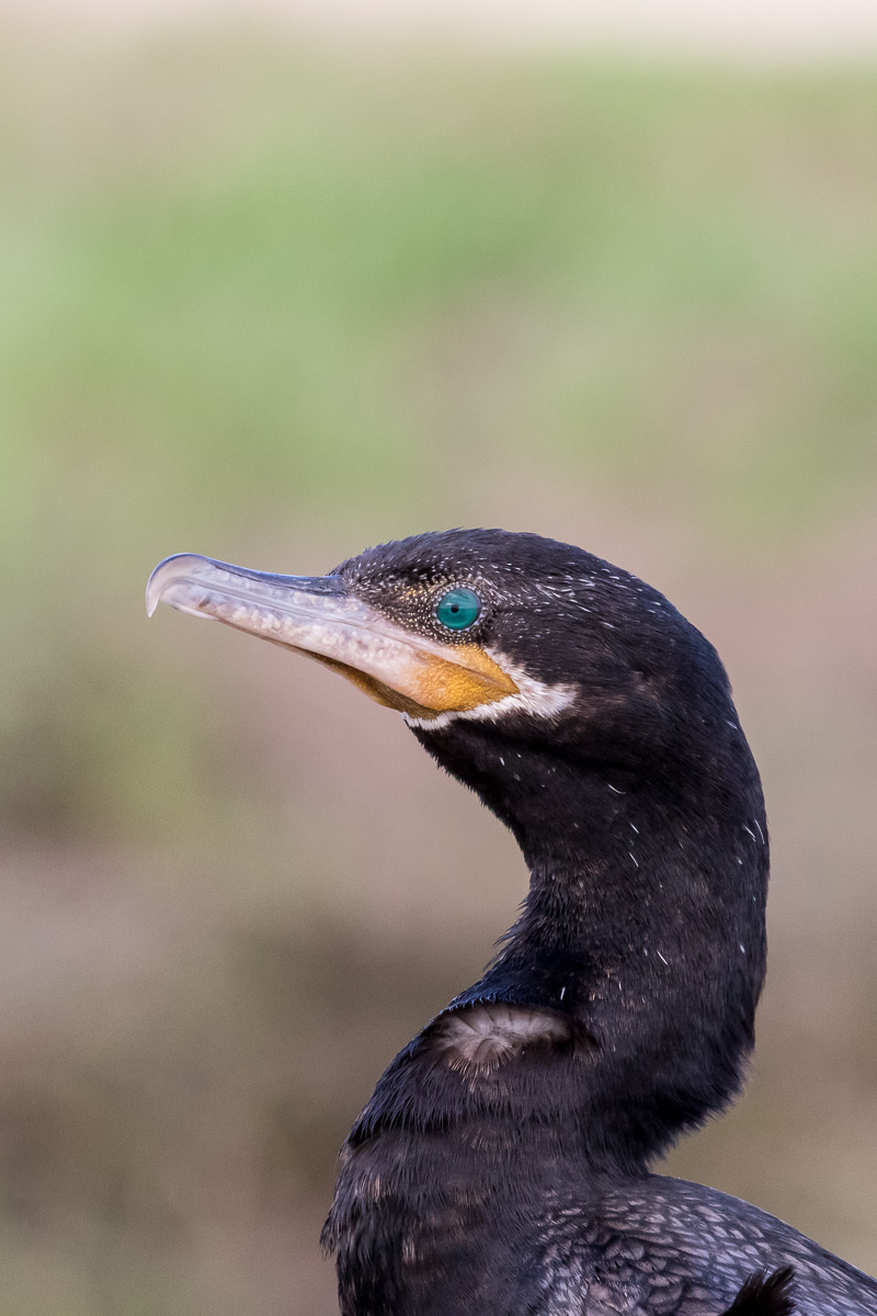 Neotropic Cormorant (Phalacrocorax brasilianus)