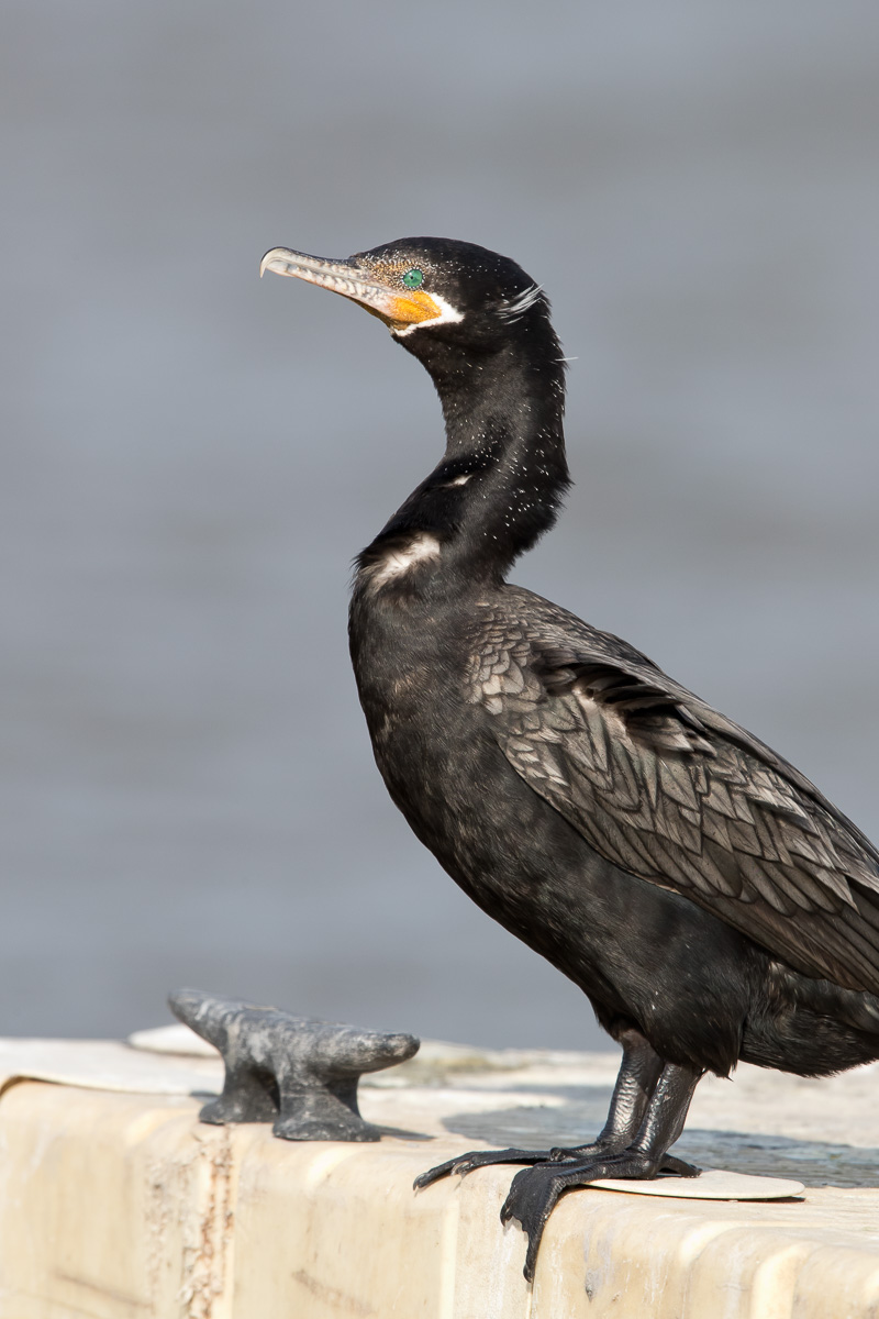 Neotropic Cormorant (Phalacrocorax brasilianus)