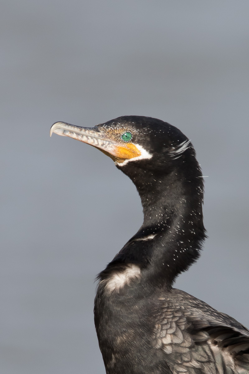 Neotropic Cormorant (Phalacrocorax brasilianus)