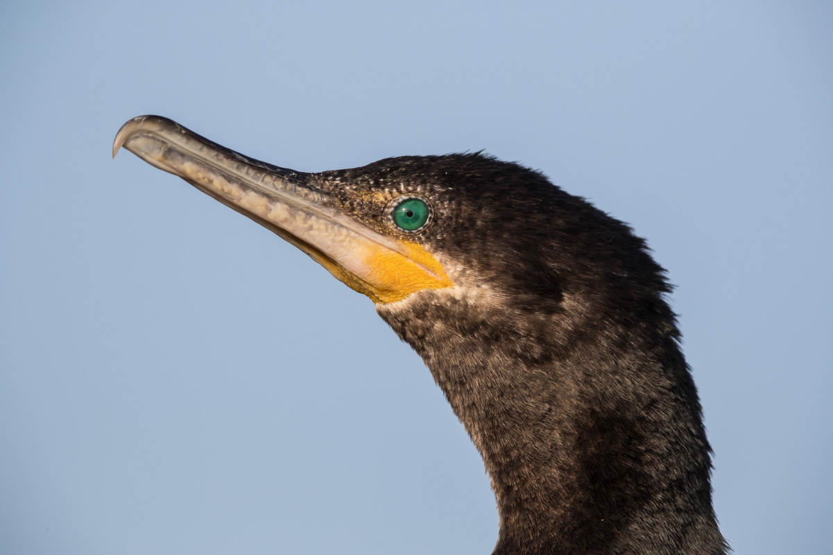 Neotropic Cormorant (Phalacrocorax brasilianus)