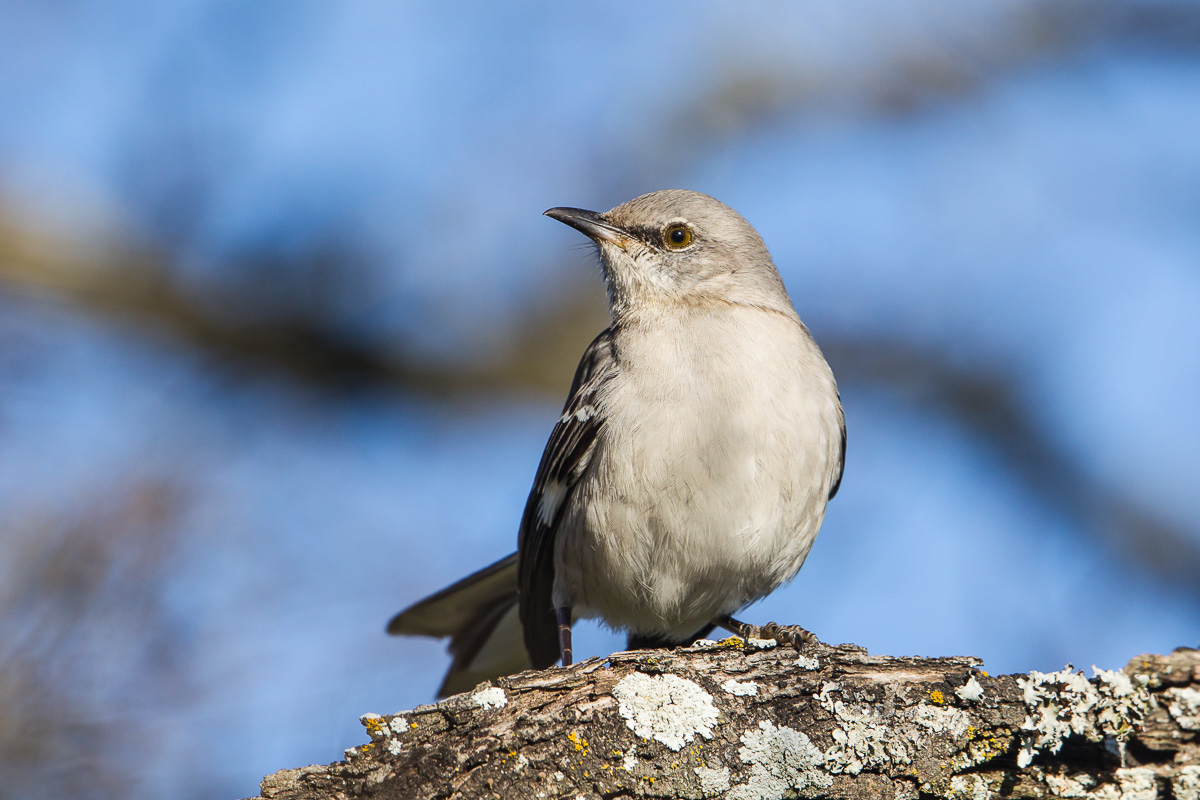 Northern Mockingbird (Mimus polyglottos)