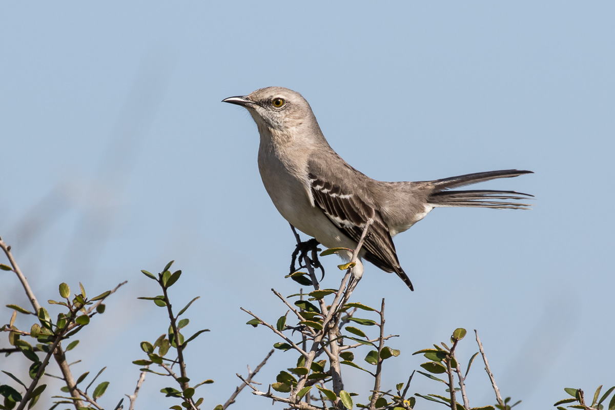 Northern Mockingbird (Mimus polyglottos)