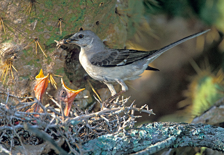 Northern Mockingbird (Mimus polyglottos)