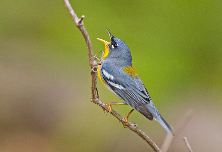 Northern Parula (Setophaga americana)