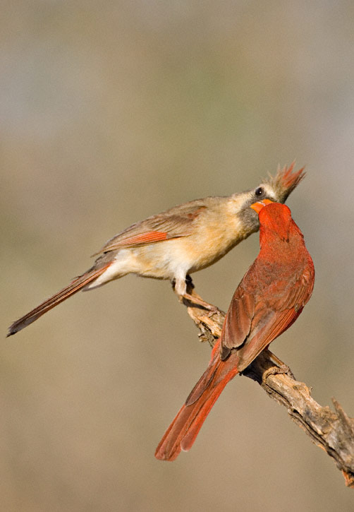 Northern Cardinal (Cardinalis cardinalis)