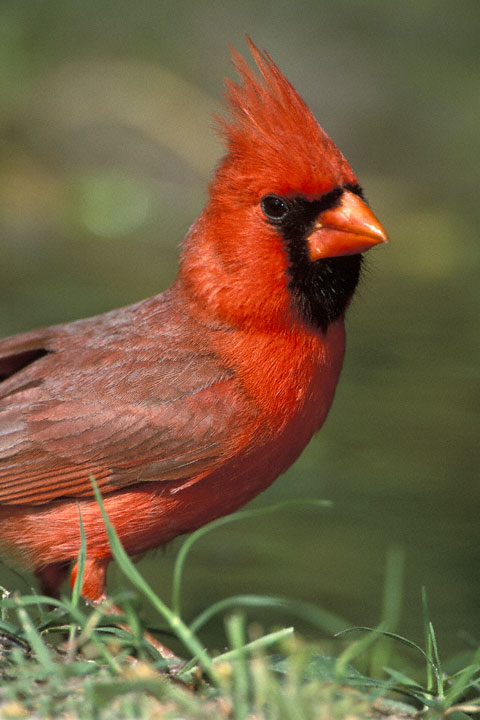 Northern Cardinal (Cardinalis cardinalis)